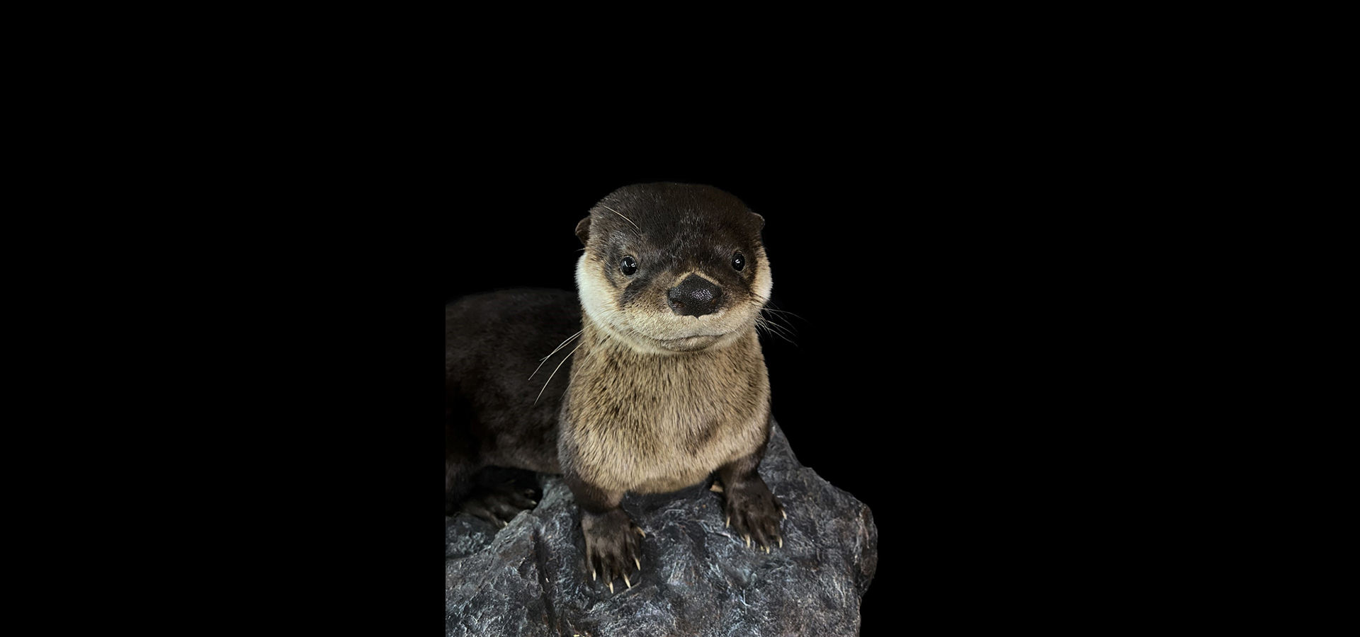 Otter – BILODEAU Canada Taxidermy