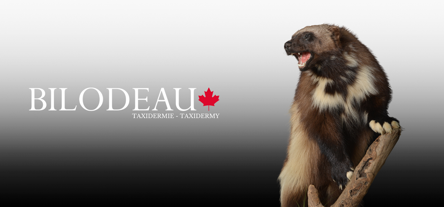 BILODEAU Canada - Taxidermie – BILODEAU Canada Taxidermy