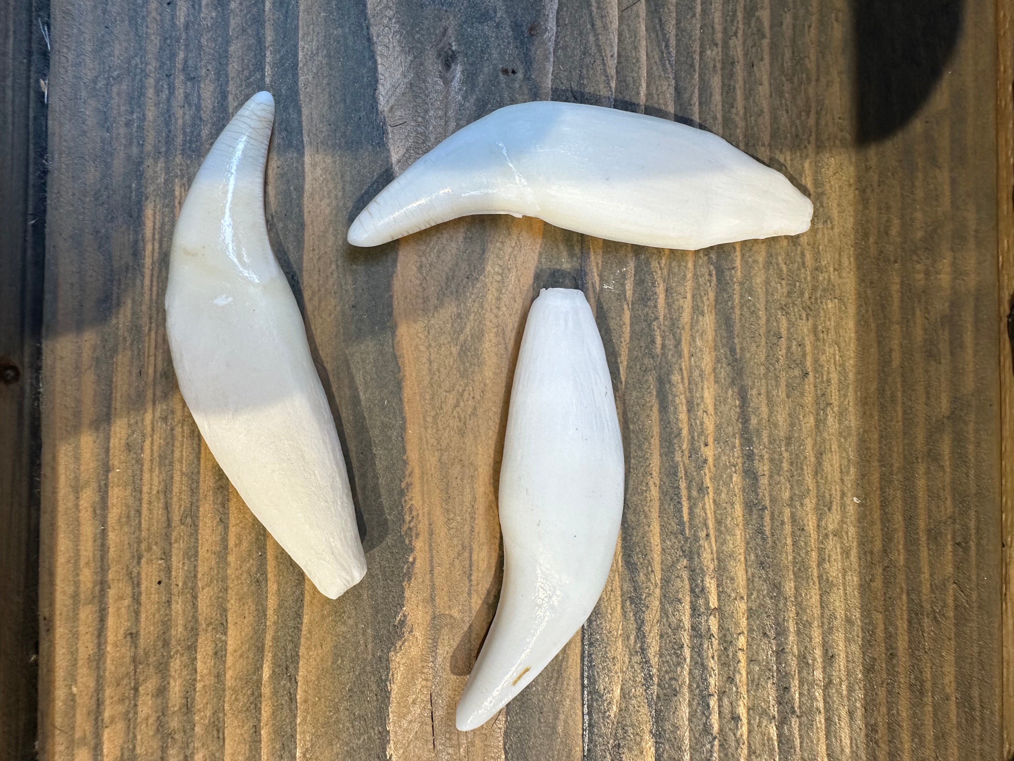 Black Bear teeth – BILODEAU Canada Taxidermy