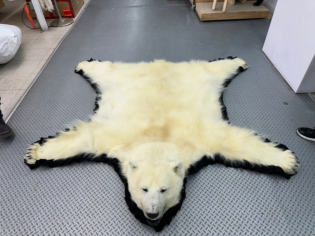 Polar Bear Rugs – BILODEAU Canada Taxidermy