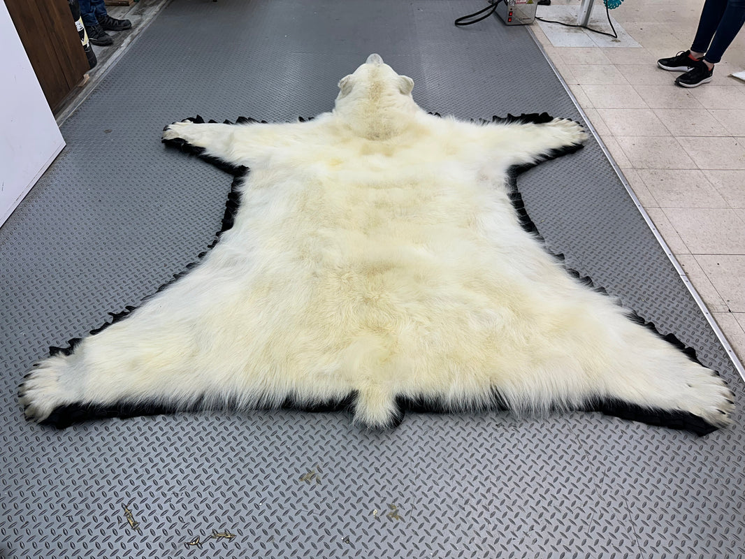 Polar Bear Rugs – BILODEAU Canada Taxidermy