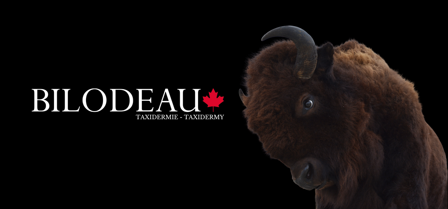 BILODEAU Canada - Taxidermie – BILODEAU Canada Taxidermy