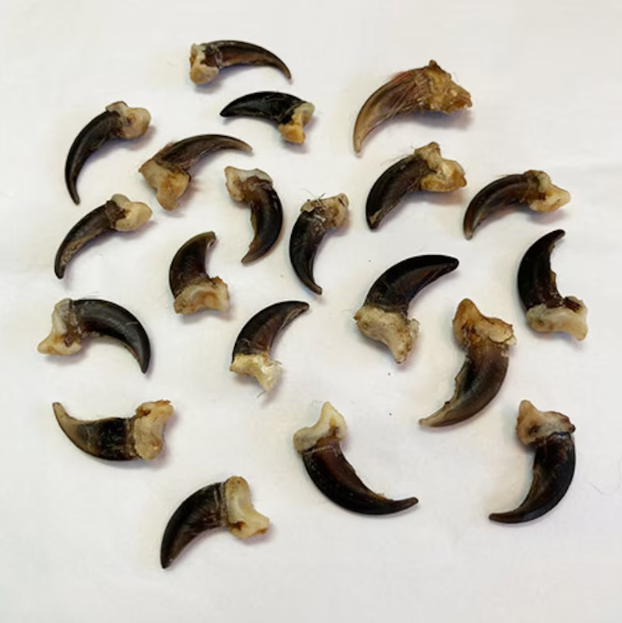 Coyote claws – BILODEAU Canada Taxidermy