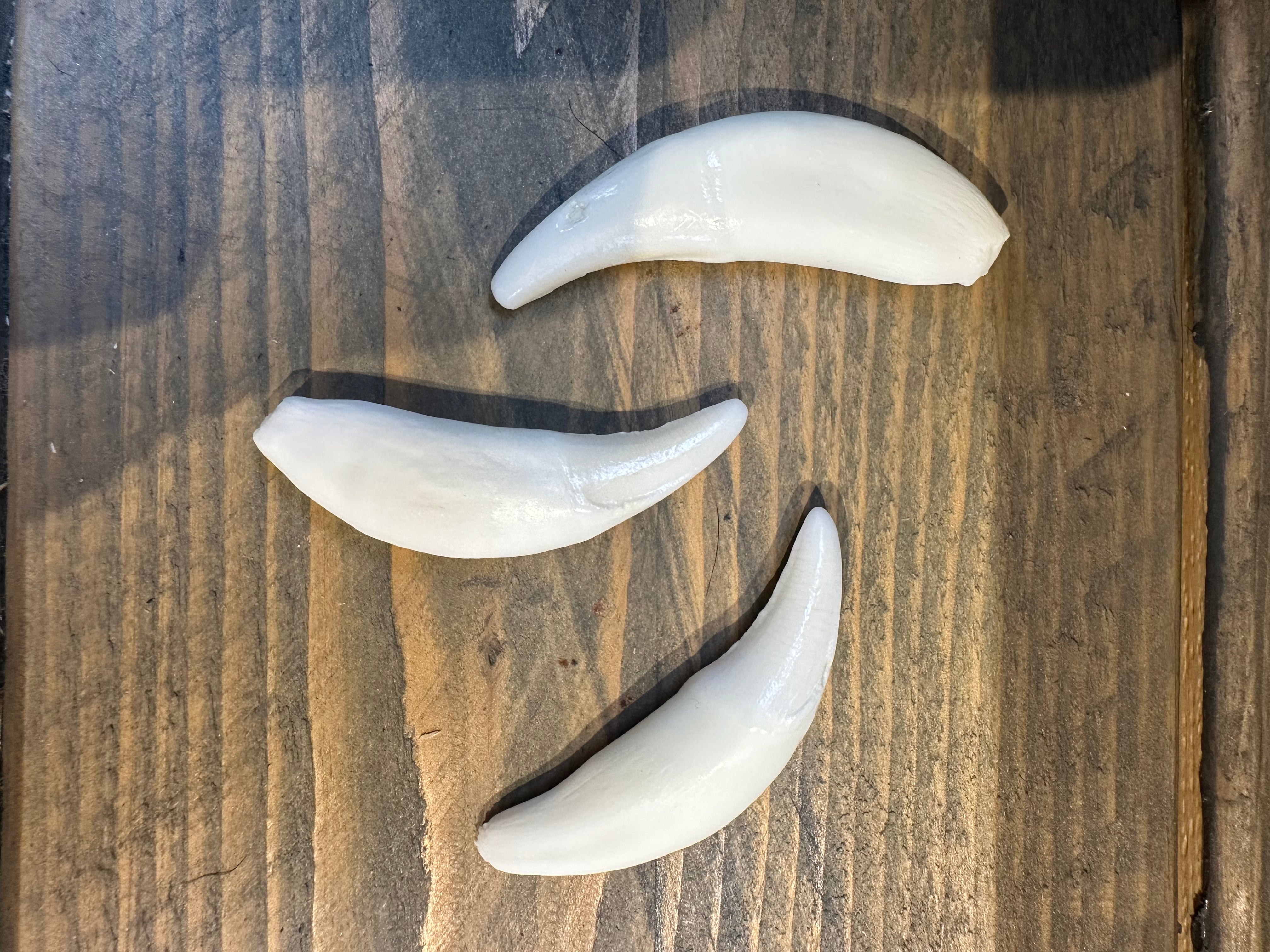 Wolf teeth – BILODEAU Canada Taxidermy