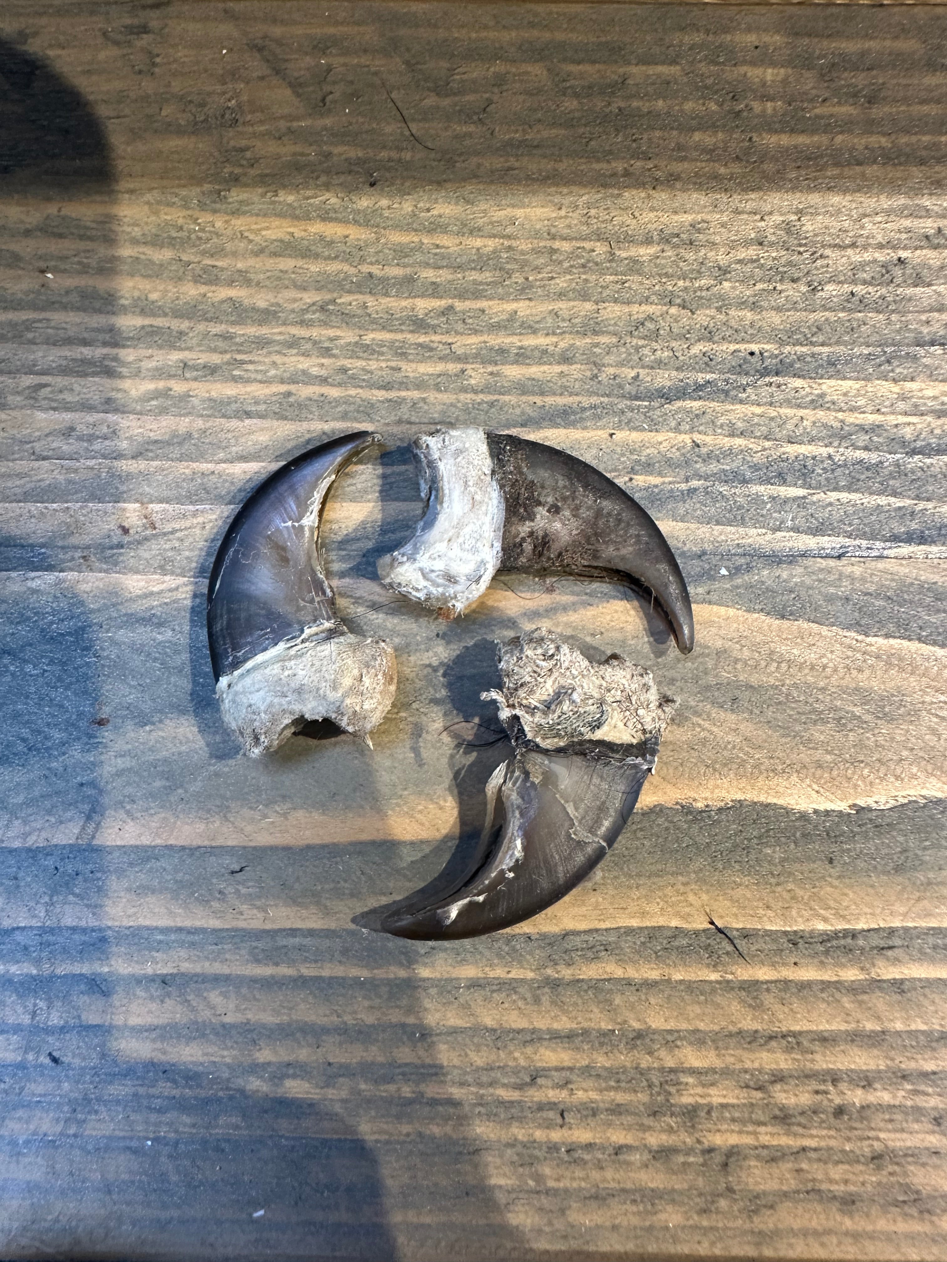 Griffes d'Ours noir – BILODEAU Canada Taxidermy