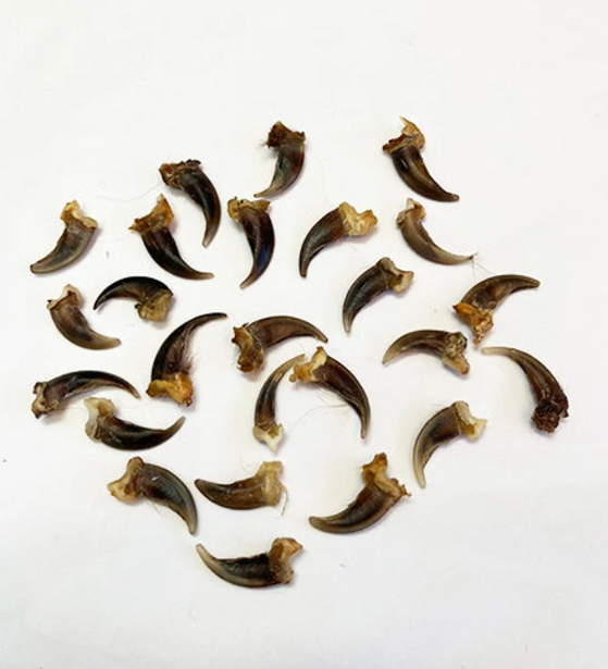 Fox Claws – BILODEAU Canada Taxidermy