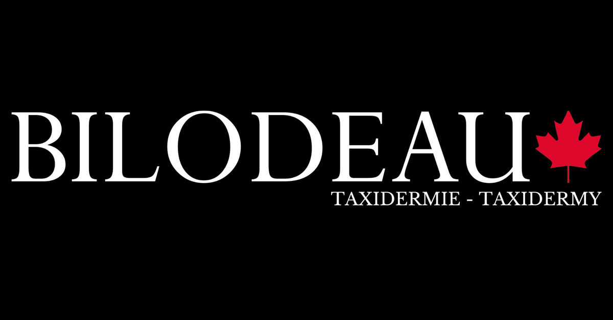 BILODEAU Canada - Taxidermy – BILODEAU Canada Taxidermy